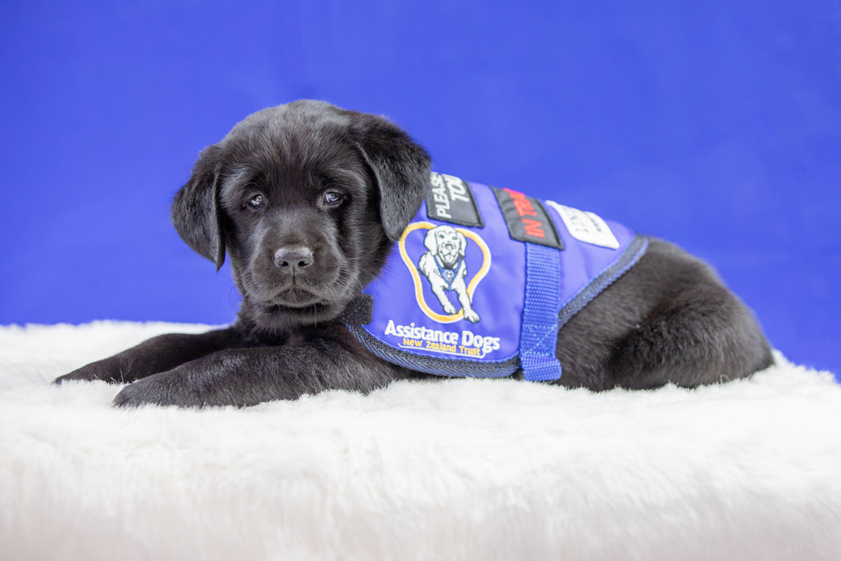 Fur Love partnership with dog charity Assistance Dogs NZ Trust ...