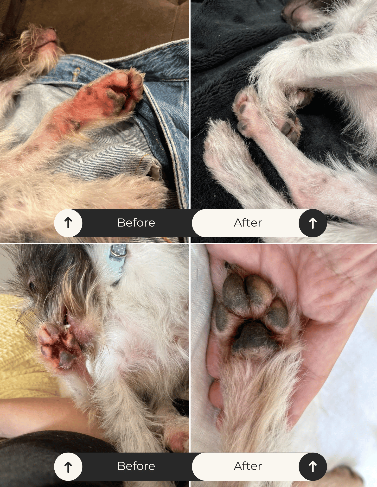Itchy, red paws - dogs – The Fur Love